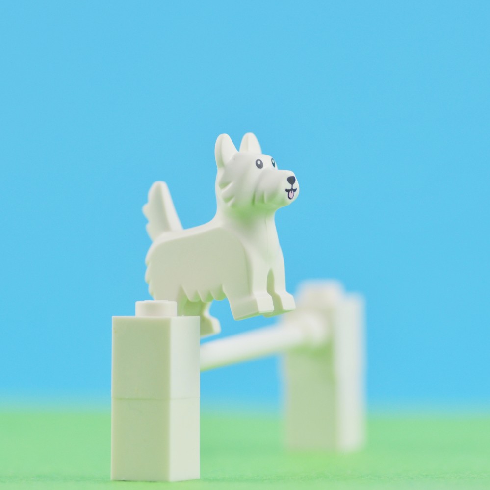 Plucky dog wins hearts with crash and bash performance at dog show ...